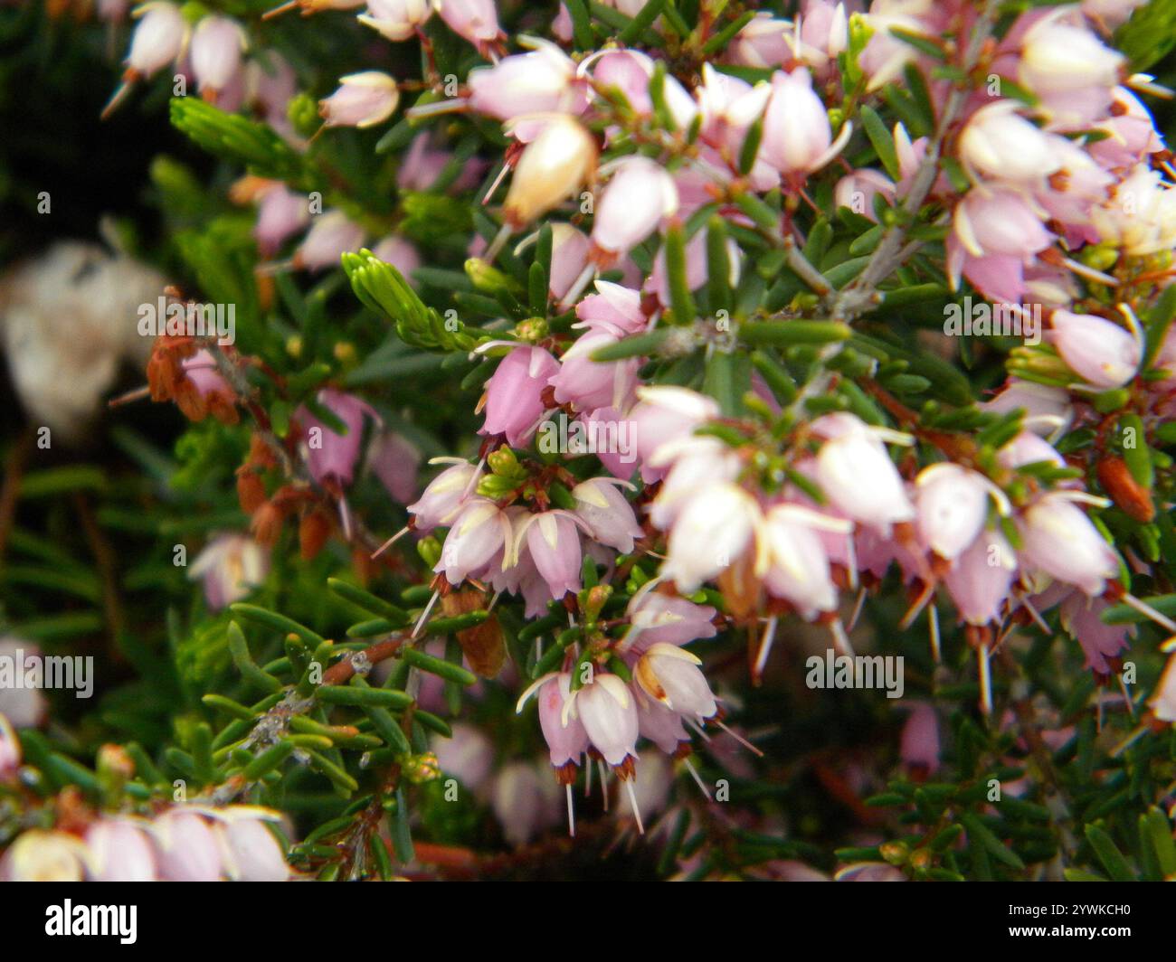 Spring Heath (Erica carnea Stock Photo - Alamy