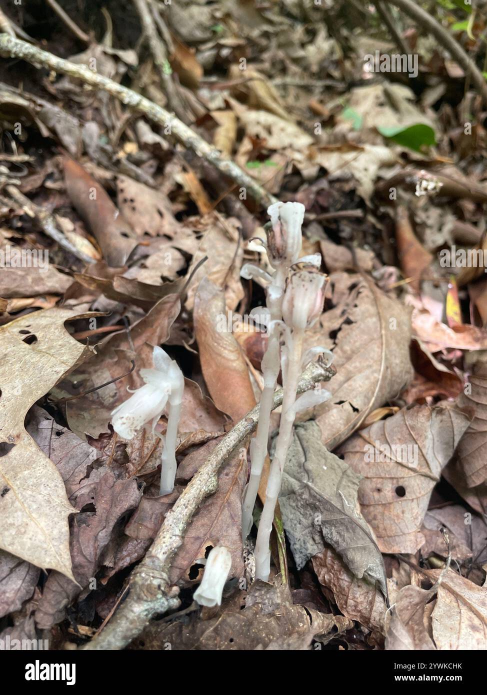 Ghost Pipe (Monotropa uniflora Stock Photo - Alamy