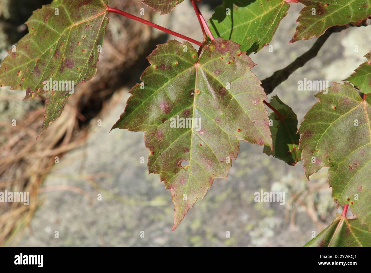 red maple (Acer rubrum Stock Photo - Alamy