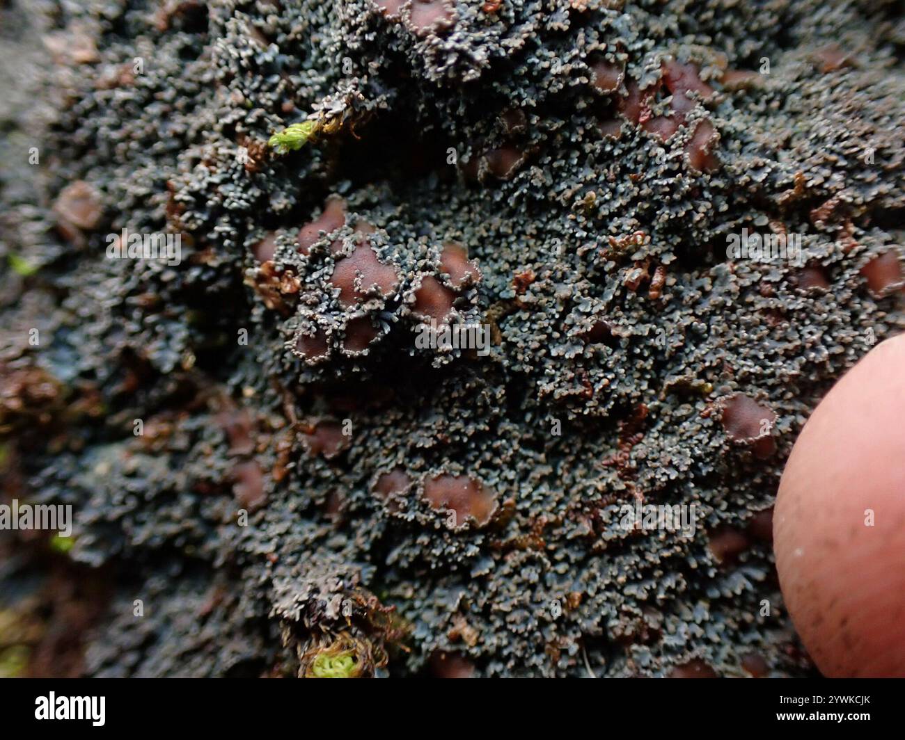 Brown-gray Moss-shingle Lichen (Protopannaria pezizoides Stock Photo ...