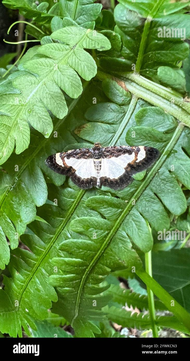 Common Spring Moth (Heliomata cycladata Stock Photo - Alamy