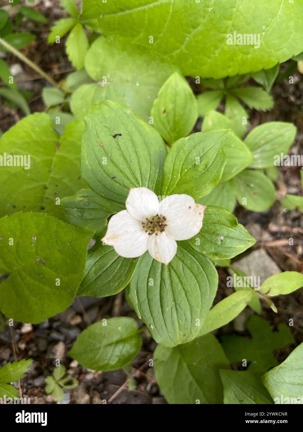 Canadian bunchberry (Cornus canadensis Stock Photo - Alamy