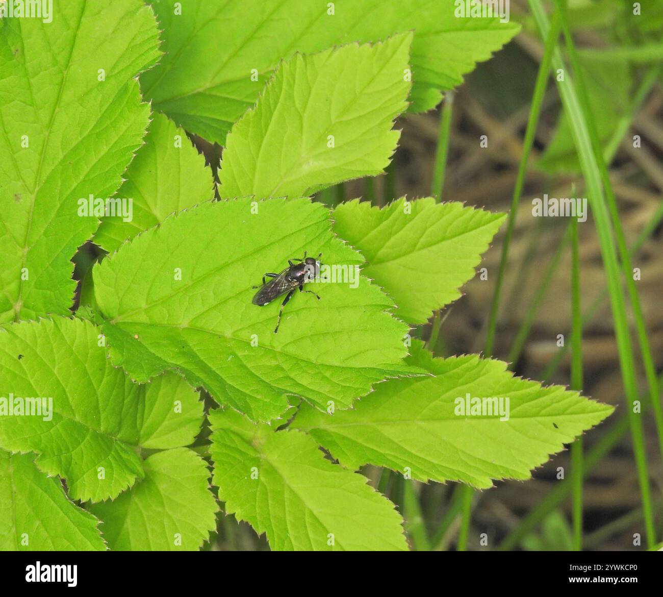 Leafwalkers and Forest Flies (Xylota Stock Photo - Alamy