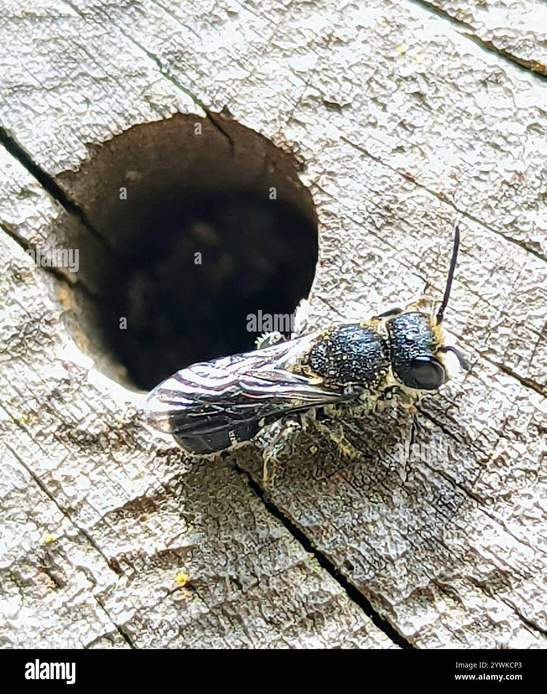 Large-headed Armoured-Resin bee (Heriades truncorum Stock Photo - Alamy
