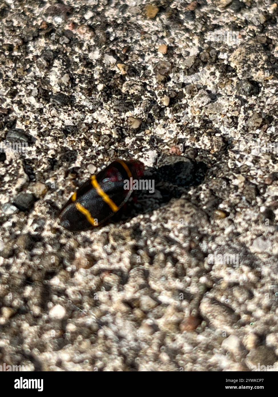 Two lined spittlebug prosapia bicincta hi-res stock photography and ...