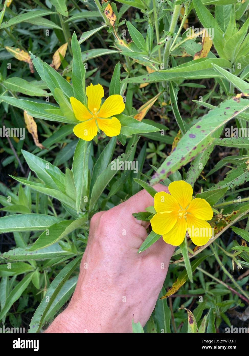 large-flowered primrose-willow (Ludwigia grandiflora Stock Photo - Alamy