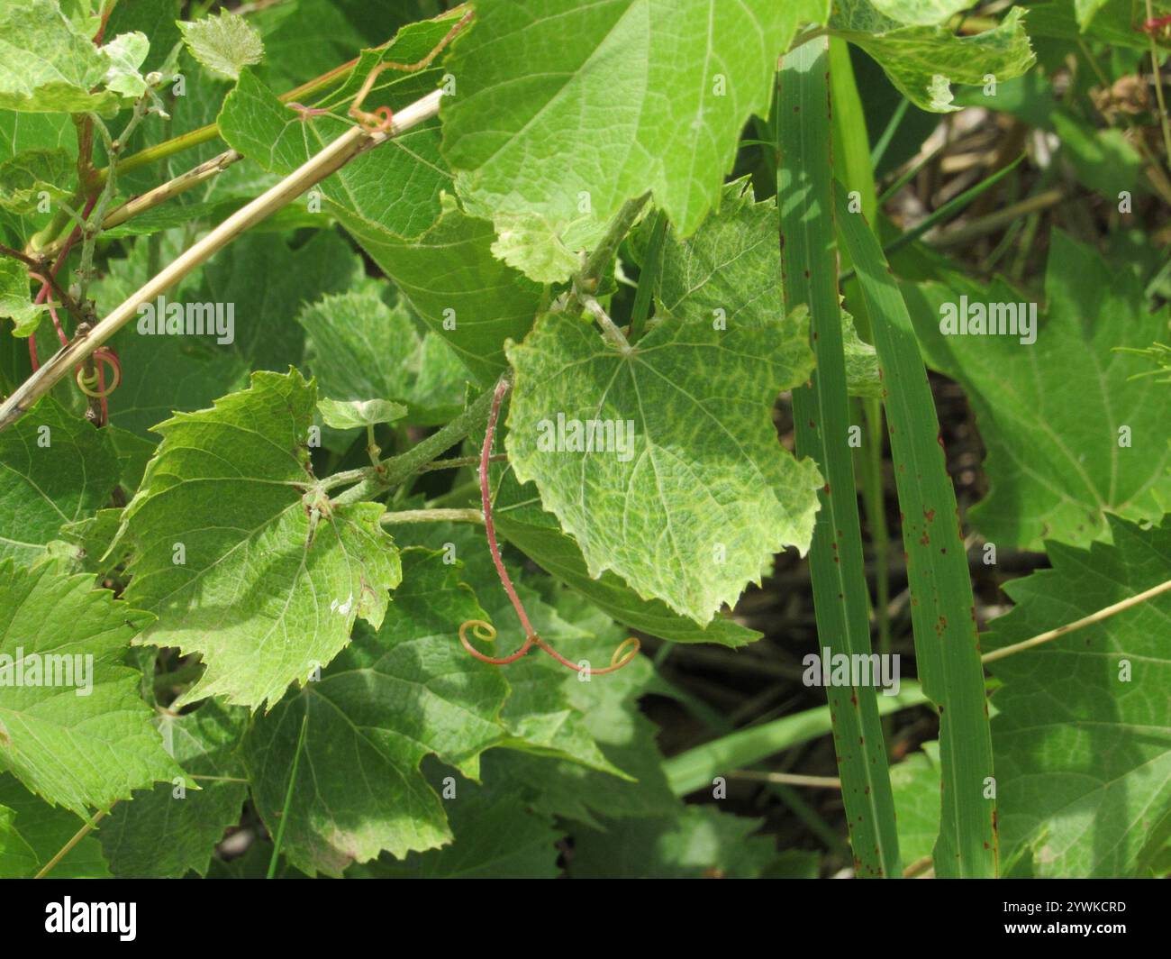 riverbank grape (Vitis riparia Stock Photo - Alamy