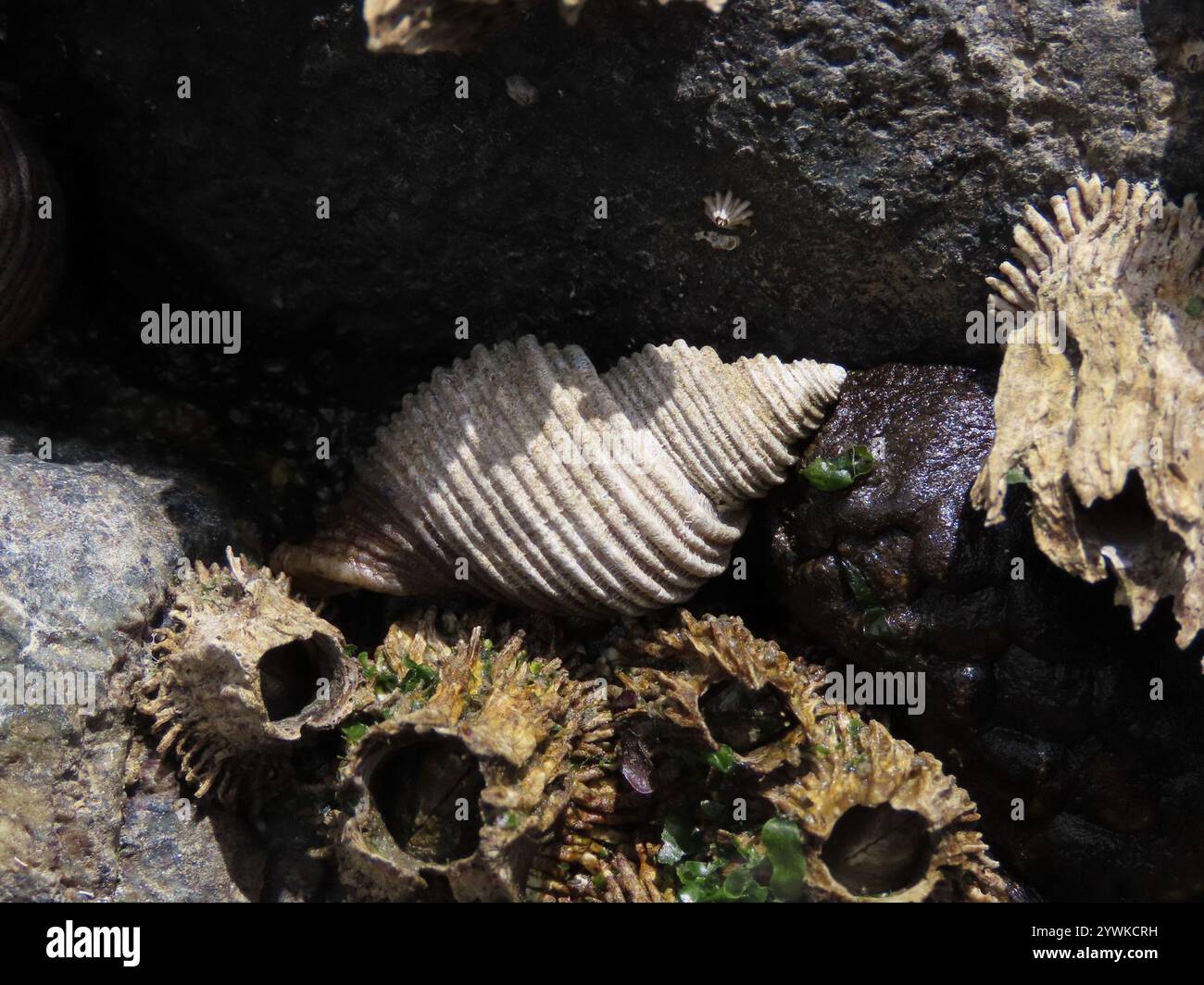 Channeled Dog Winkle (Nucella canaliculata Stock Photo - Alamy