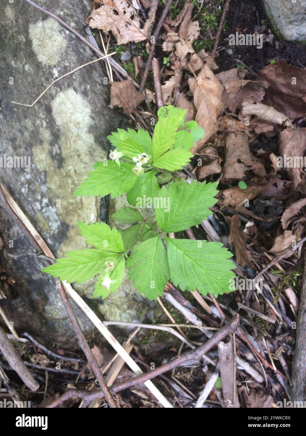 dwarf raspberry (Rubus pubescens Stock Photo - Alamy