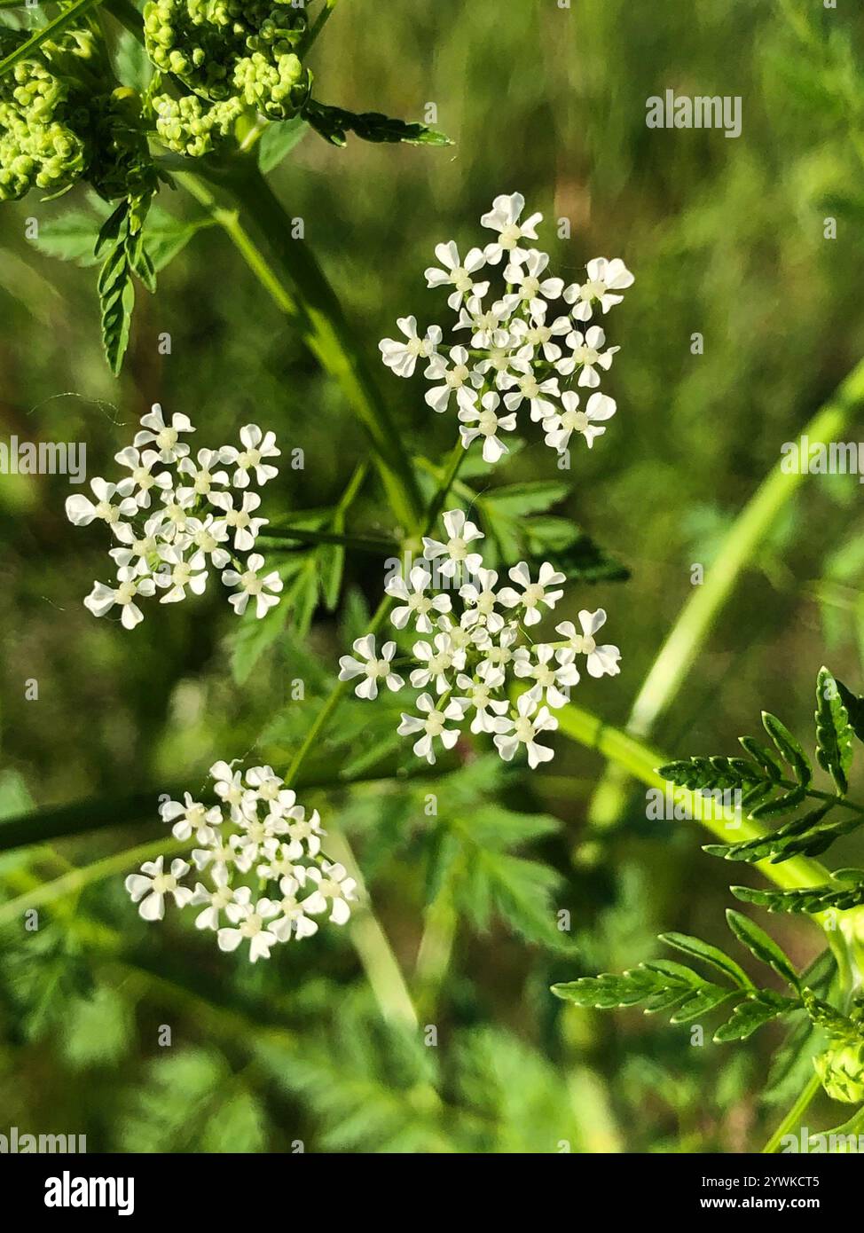 poison hemlock (Conium maculatum Stock Photo - Alamy