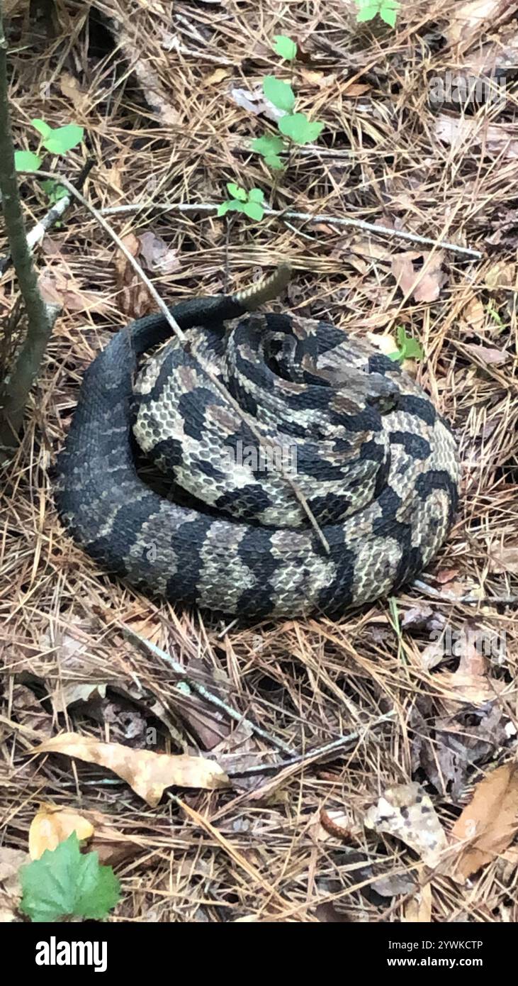 Timber Rattlesnake (Crotalus horridus Stock Photo - Alamy