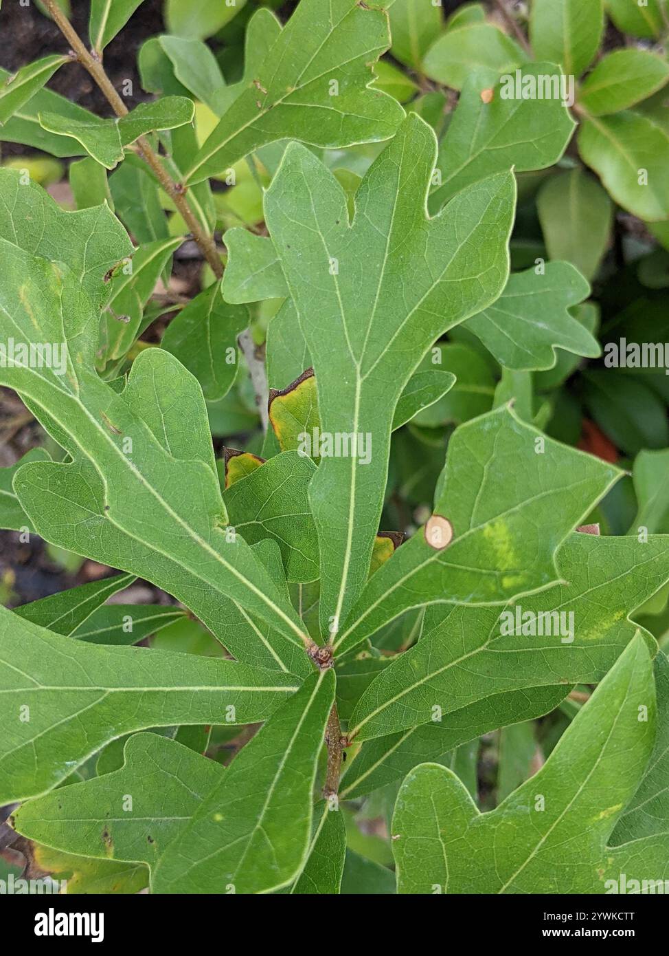 water oak (Quercus nigra Stock Photo - Alamy