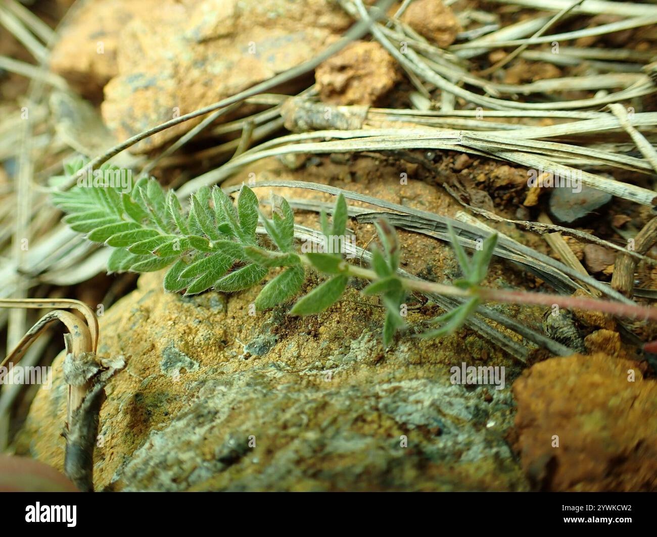 howell's horkelia (Horkelia howellii Stock Photo - Alamy