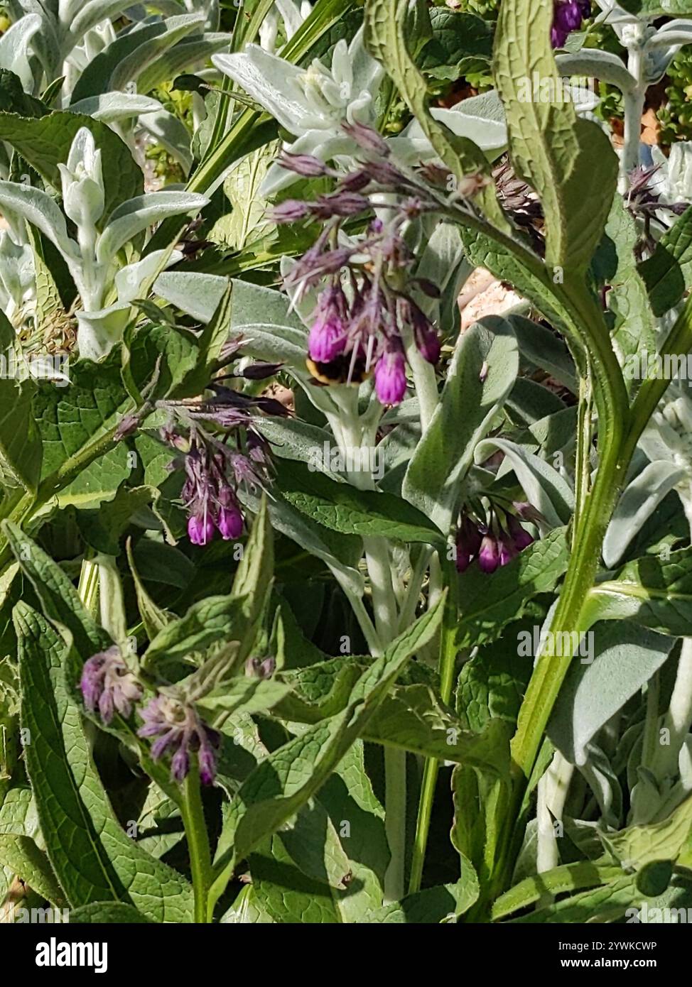 Golden Northern Bumble Bee (Bombus fervidus Stock Photo - Alamy