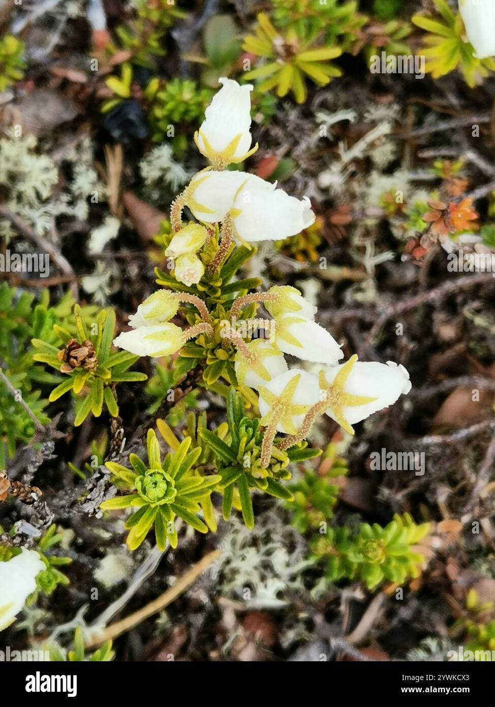 Blue Mountain-heath (Phyllodoce caerulea Stock Photo - Alamy