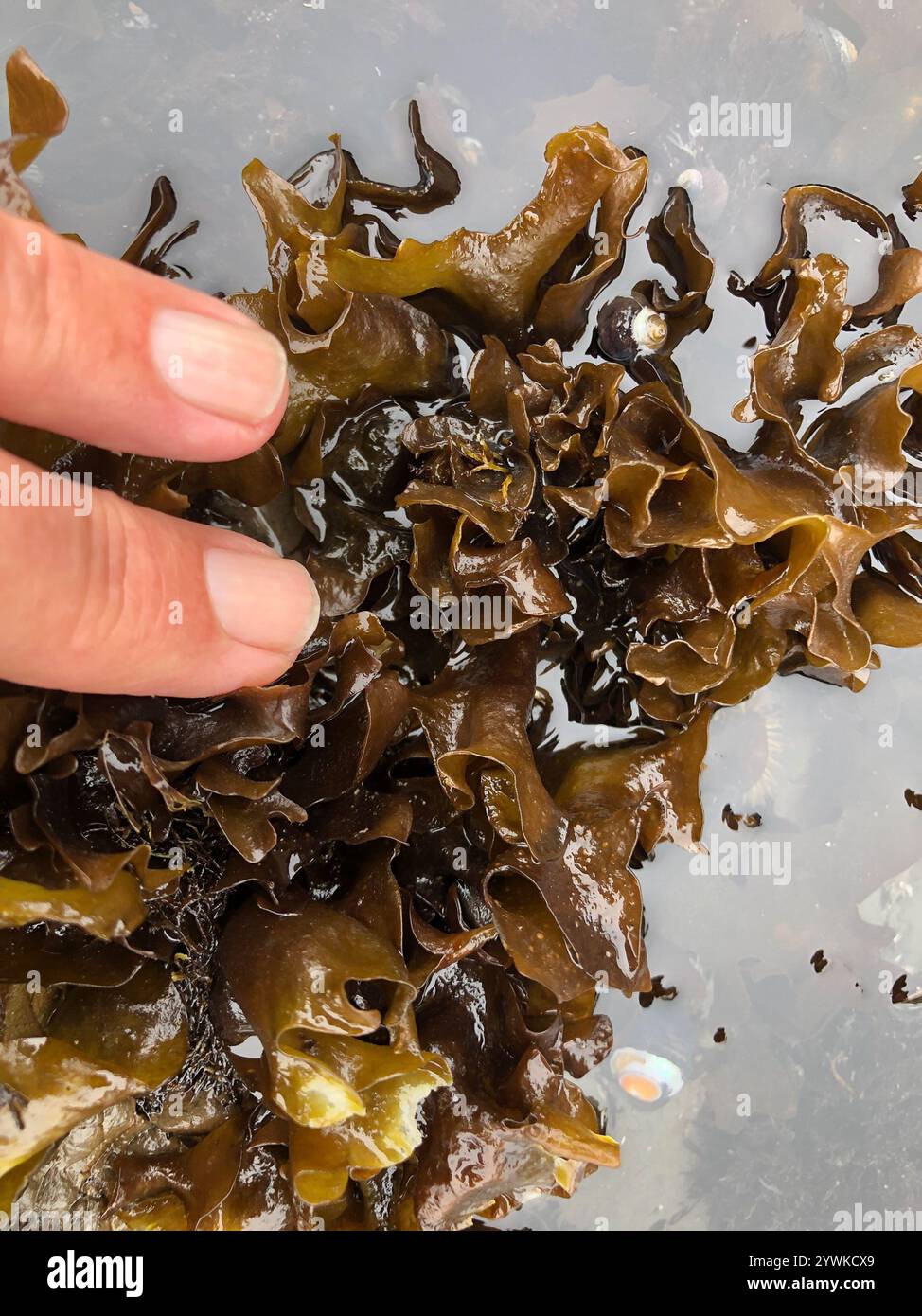 Iridescent Algae (Mazzaella Stock Photo - Alamy