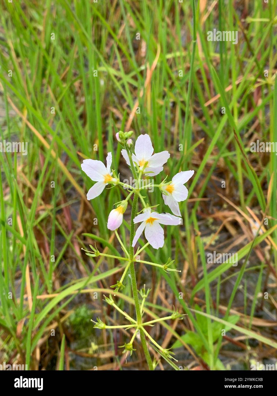 Water Violet (Hottonia palustris Stock Photo - Alamy