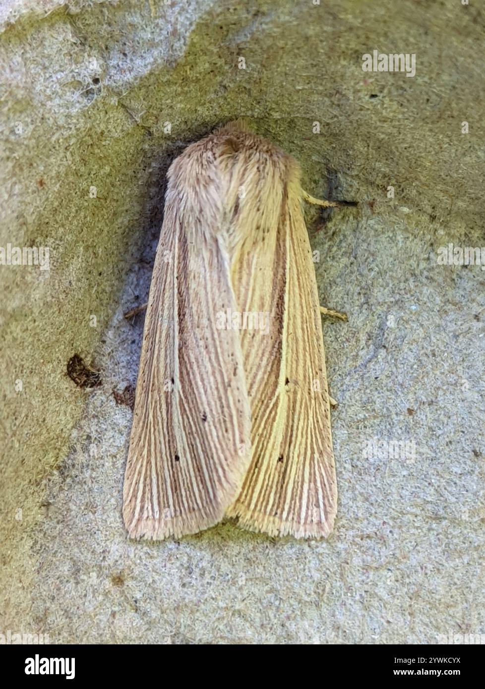 Smoky wainscot hi-res stock photography and images - Alamy