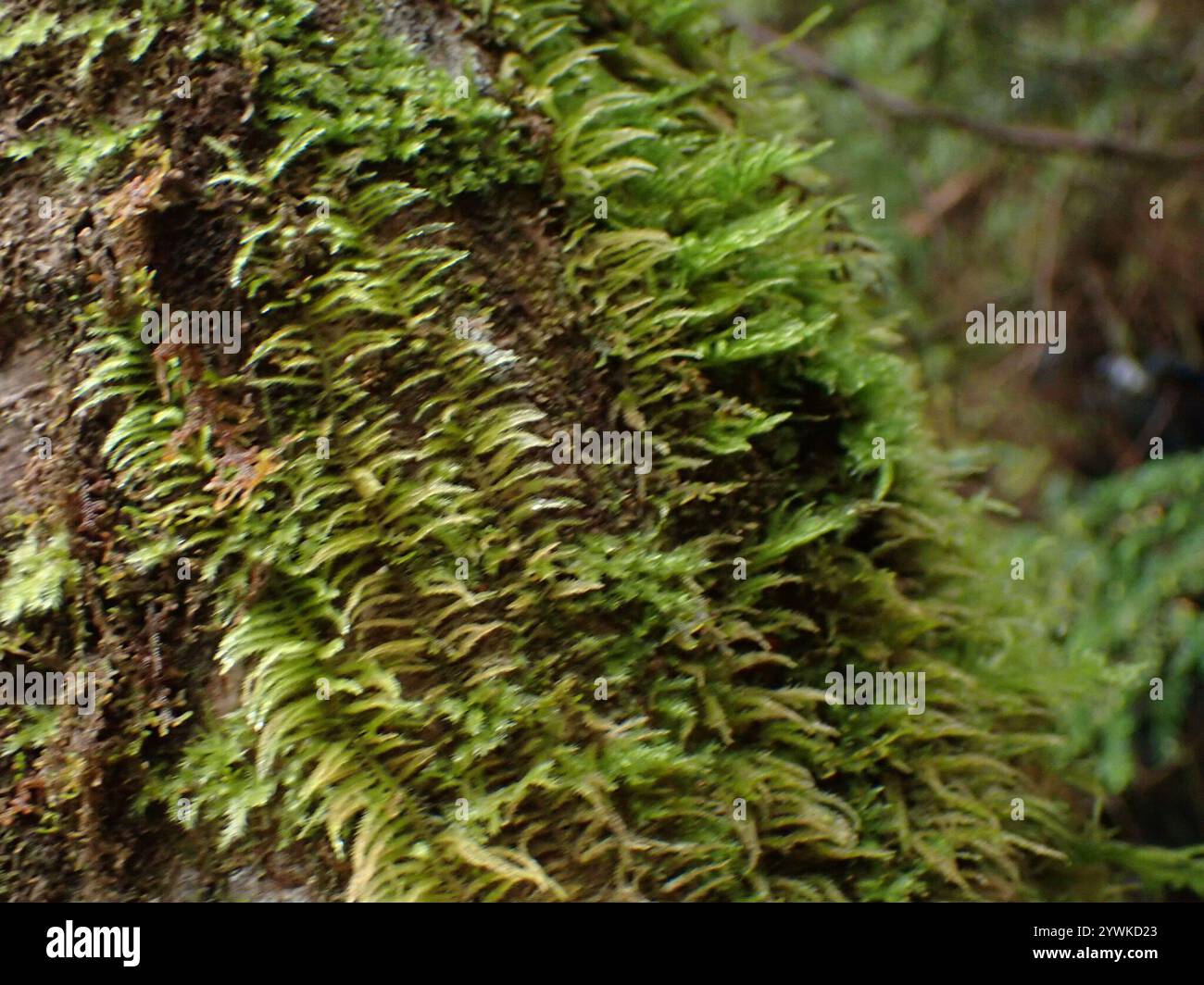 Oregon Beaked Moss (Kindbergia oregana Stock Photo - Alamy