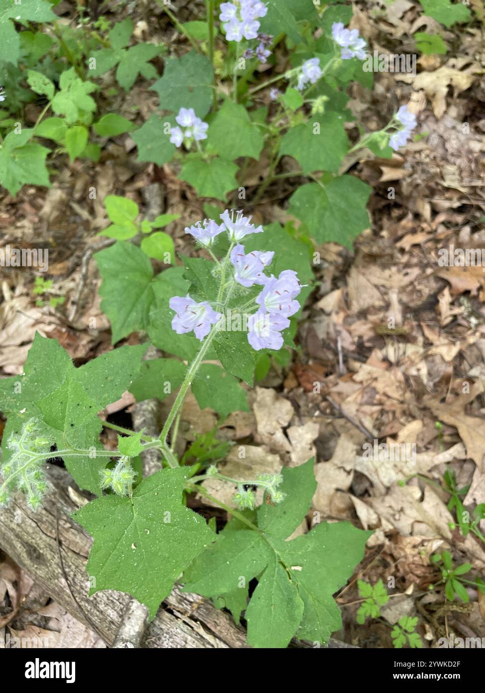 great waterleaf (Hydrophyllum appendiculatum Stock Photo - Alamy