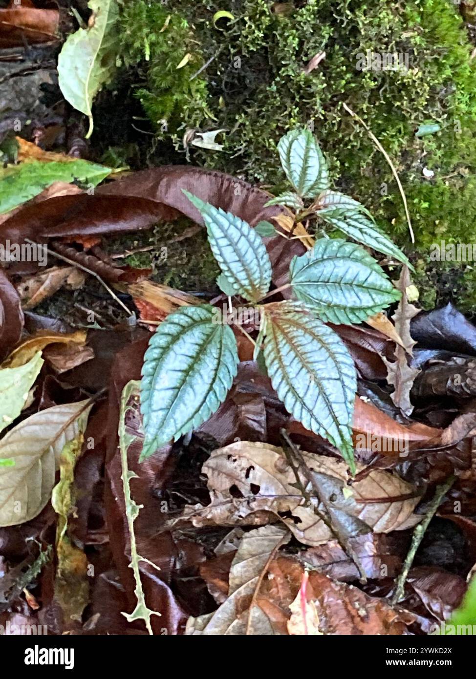 nettle family (Urticaceae Stock Photo - Alamy