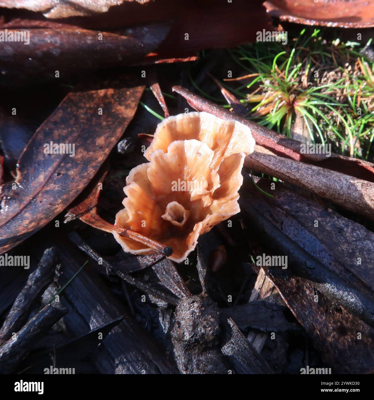 Wine Glass Fungus (Podoscypha petalodes Stock Photo - Alamy