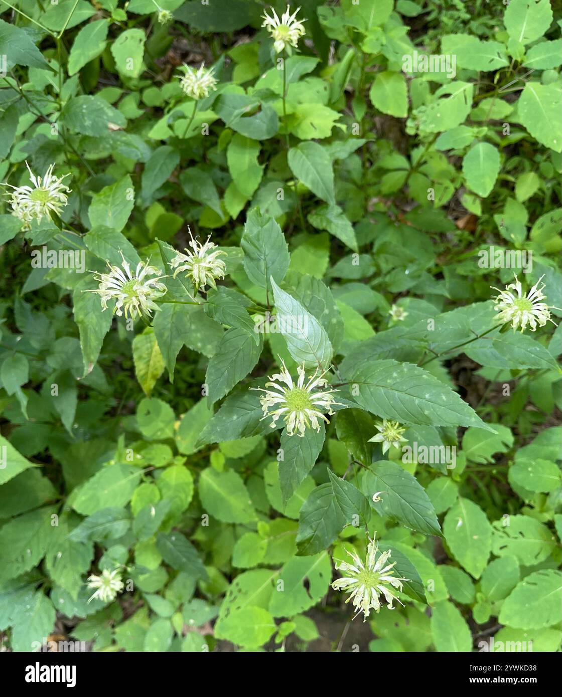 white bergamot (Monarda clinopodia Stock Photo - Alamy