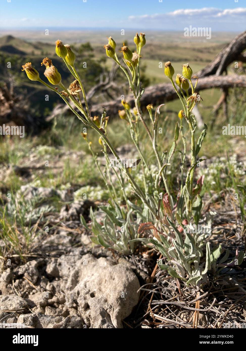 woolly groundsel (Packera cana Stock Photo - Alamy