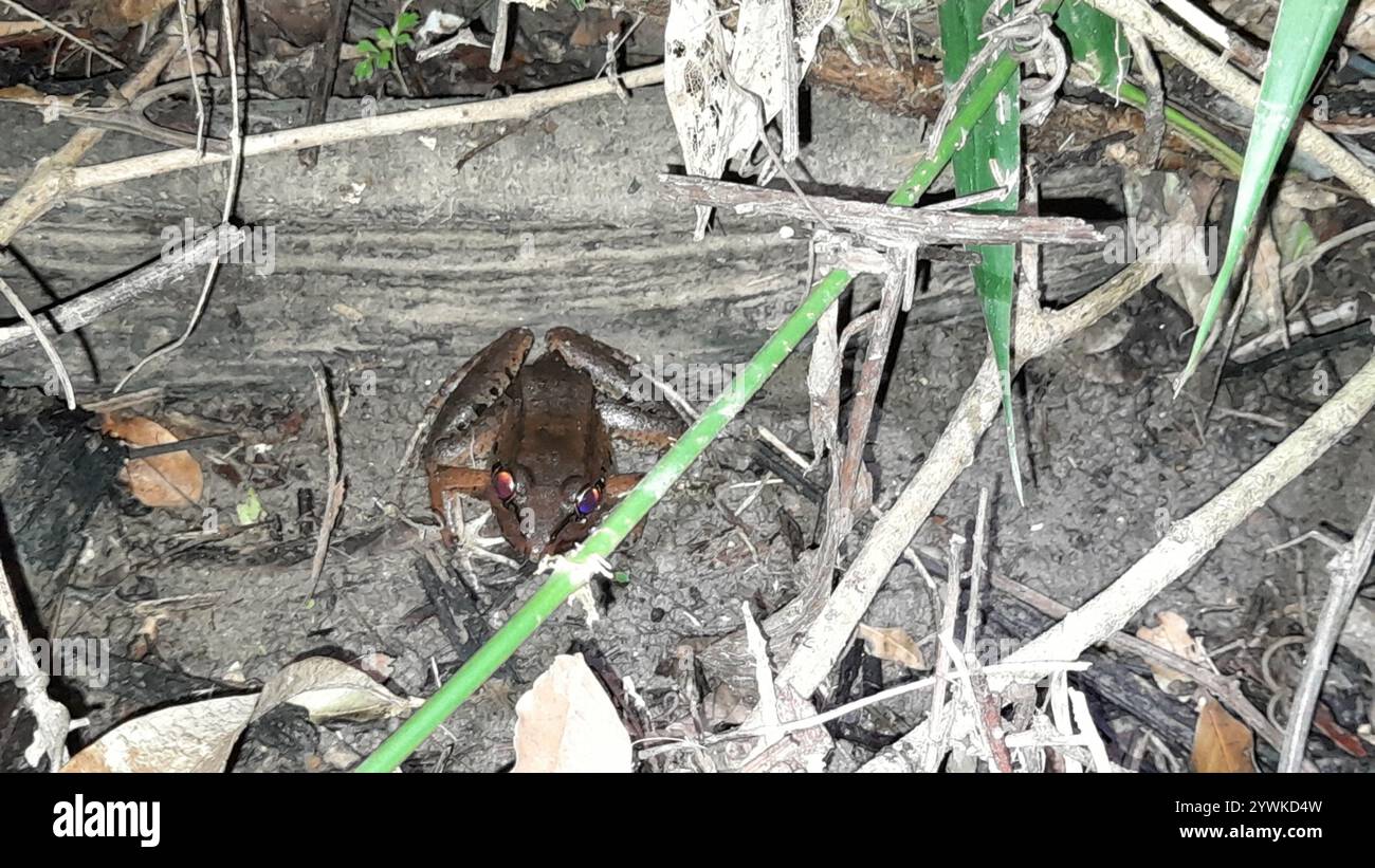 Spotted Foam-nest Frog (Leptodactylus insularum Stock Photo - Alamy