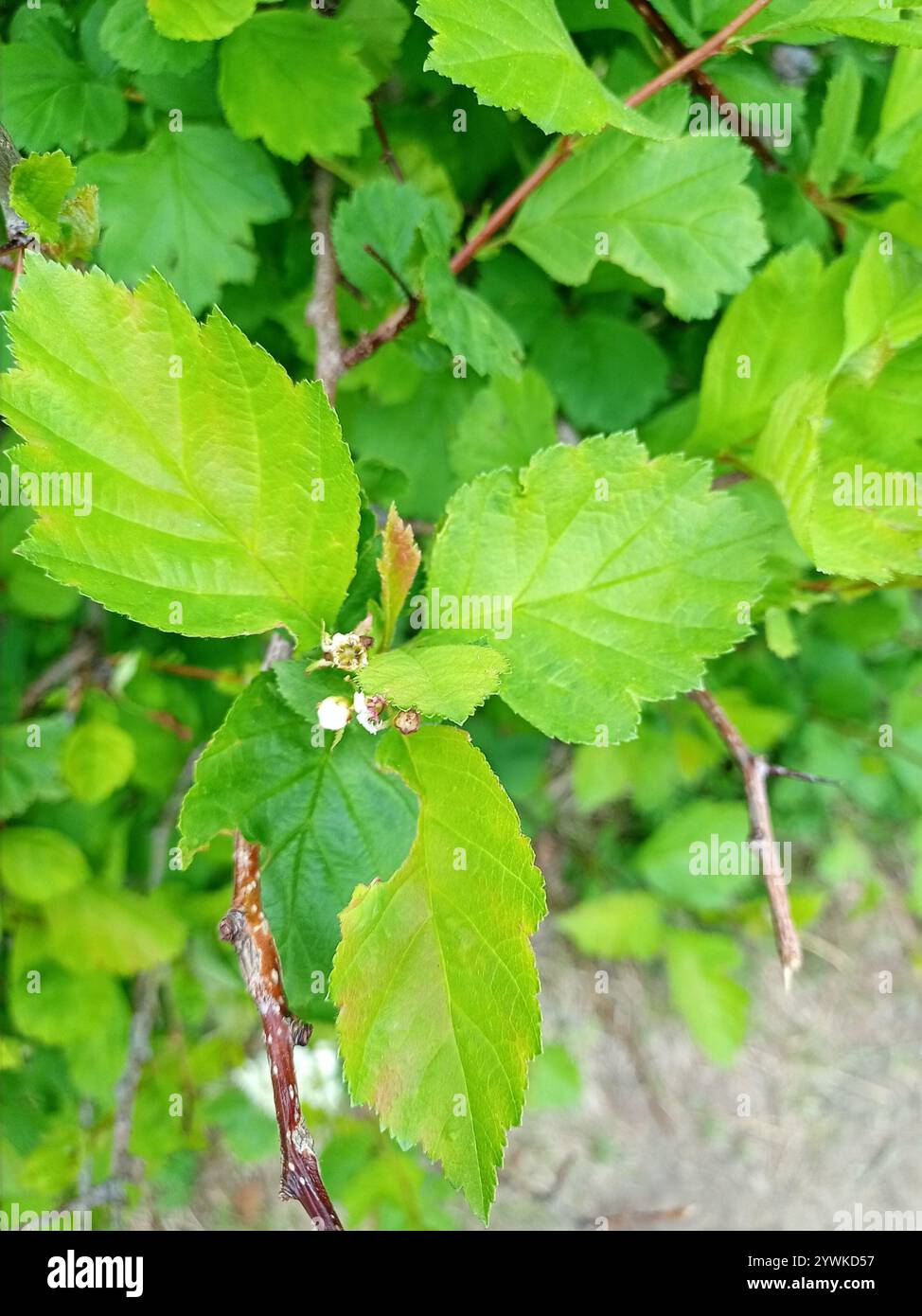 Red Hawthorn (Crataegus sanguinea Stock Photo - Alamy