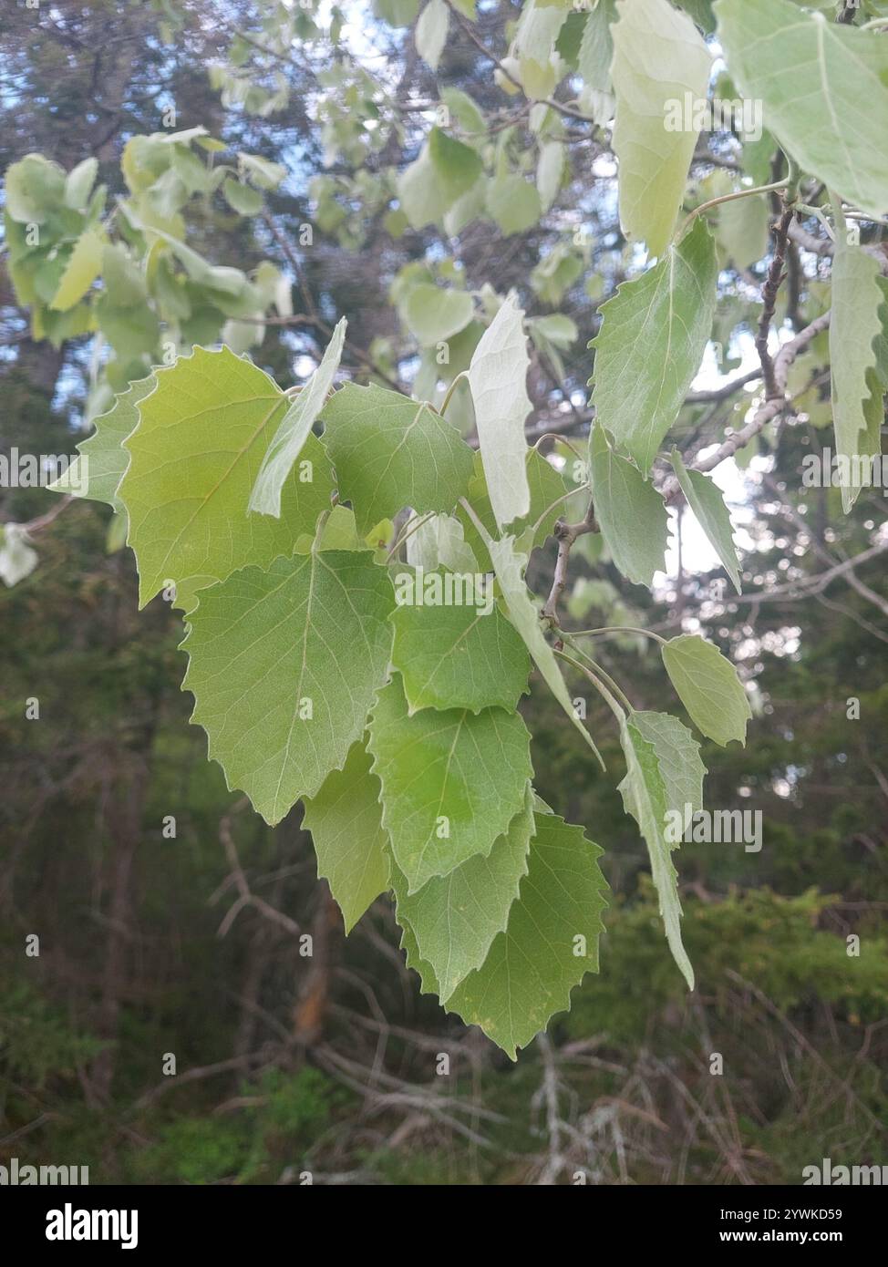 bigtooth aspen (Populus grandidentata Stock Photo - Alamy