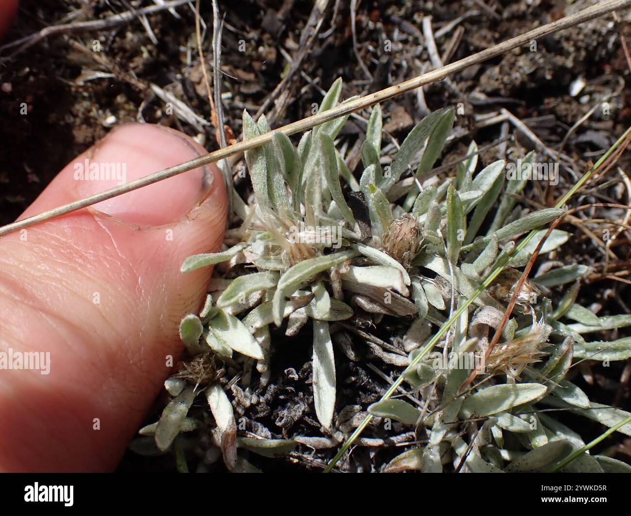 Low Pussytoes (Antennaria dimorpha Stock Photo - Alamy