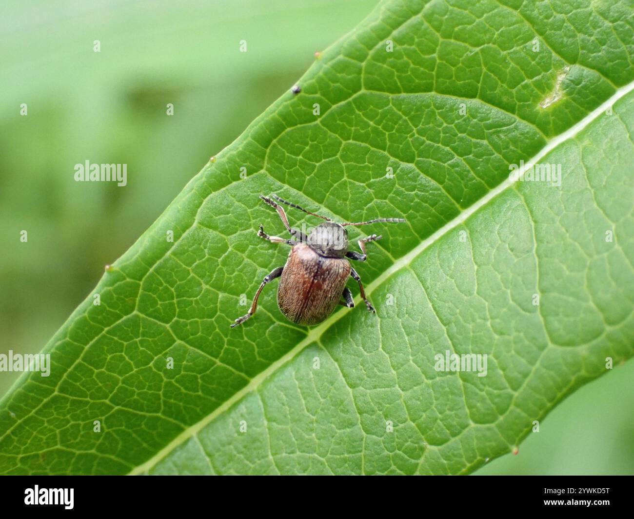 Western Grape Rootworm (Bromius obscurus Stock Photo - Alamy
