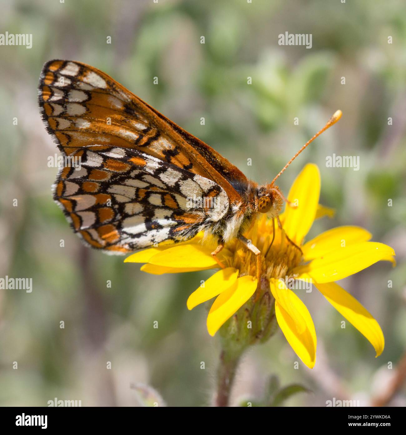 Anicia hi-res stock photography and images - Alamy