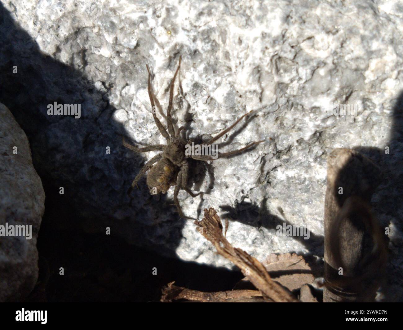 Stone Spider (Pardosa lapidicina Stock Photo - Alamy