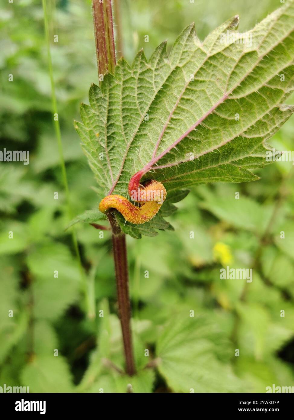 Nettle Clustercup Rust fungus (Puccinia urticata Stock Photo - Alamy