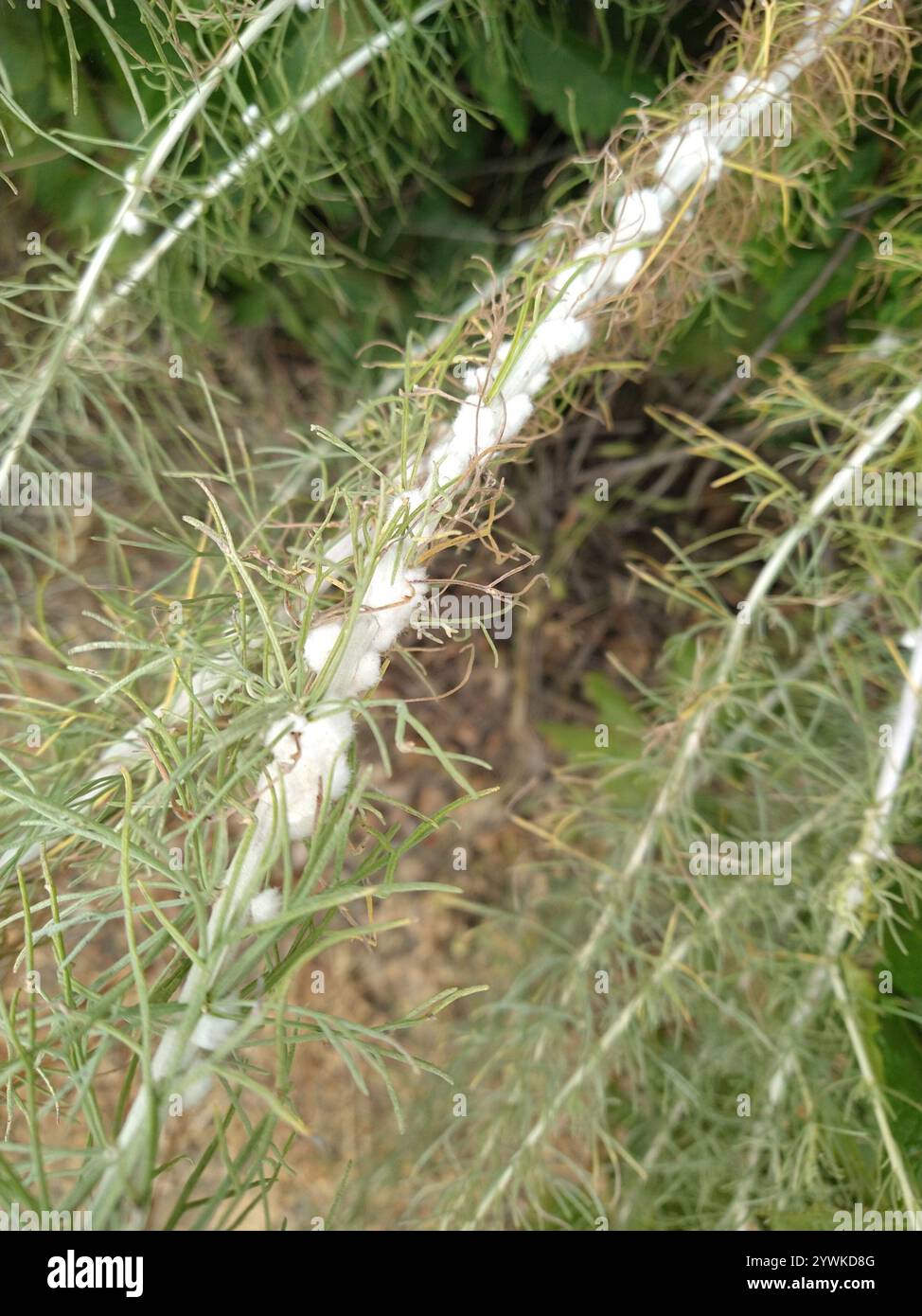Sagebrush Woolly Stem Gall Midge (Rhopalomyia floccosa Stock Photo - Alamy