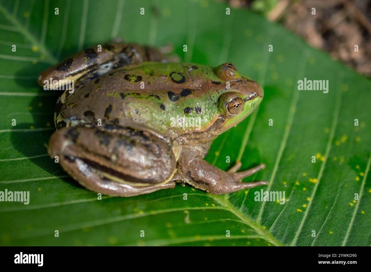 Paradoxical frog hi-res stock photography and images - Alamy