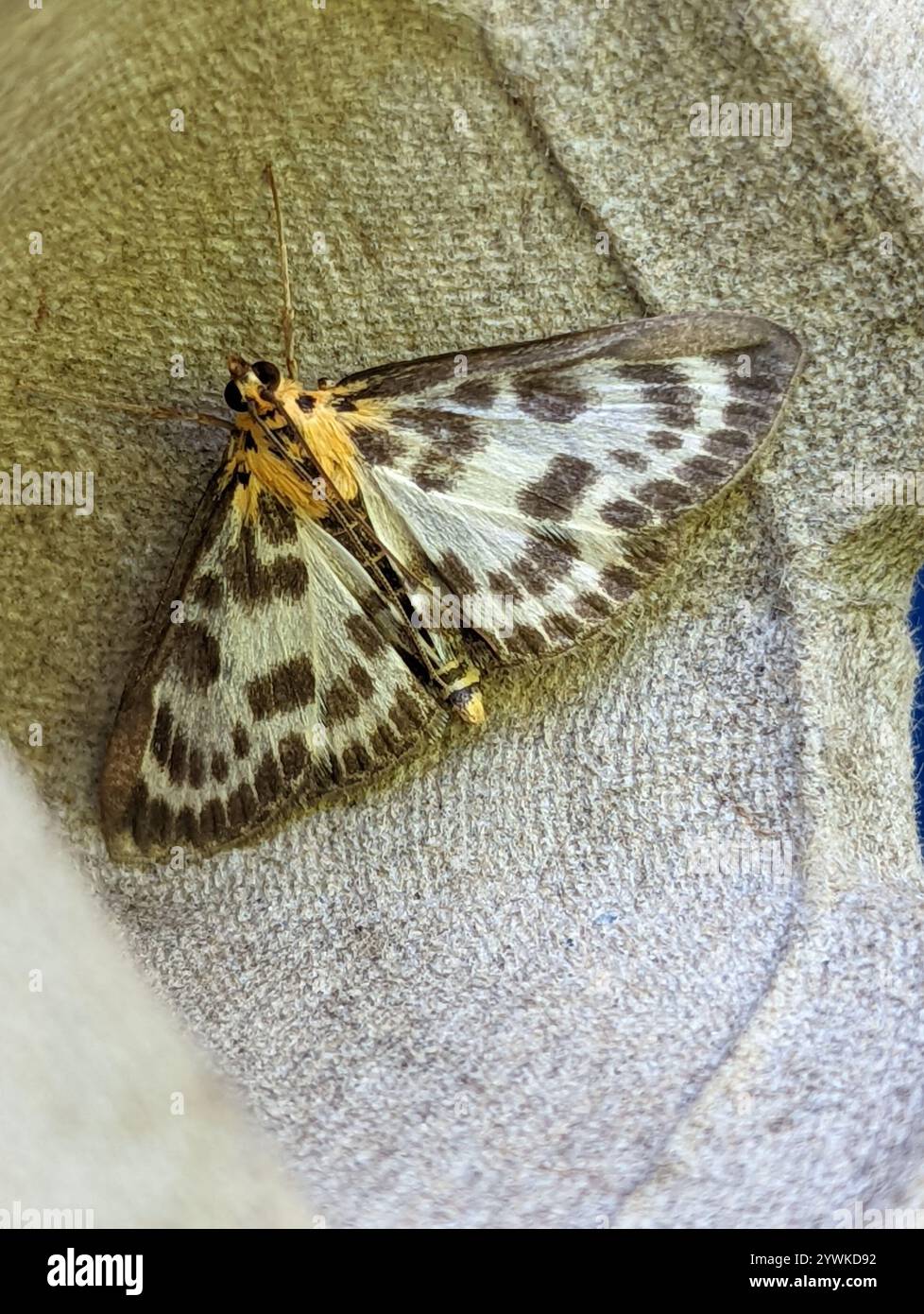 Small Magpie (Anania hortulata Stock Photo - Alamy