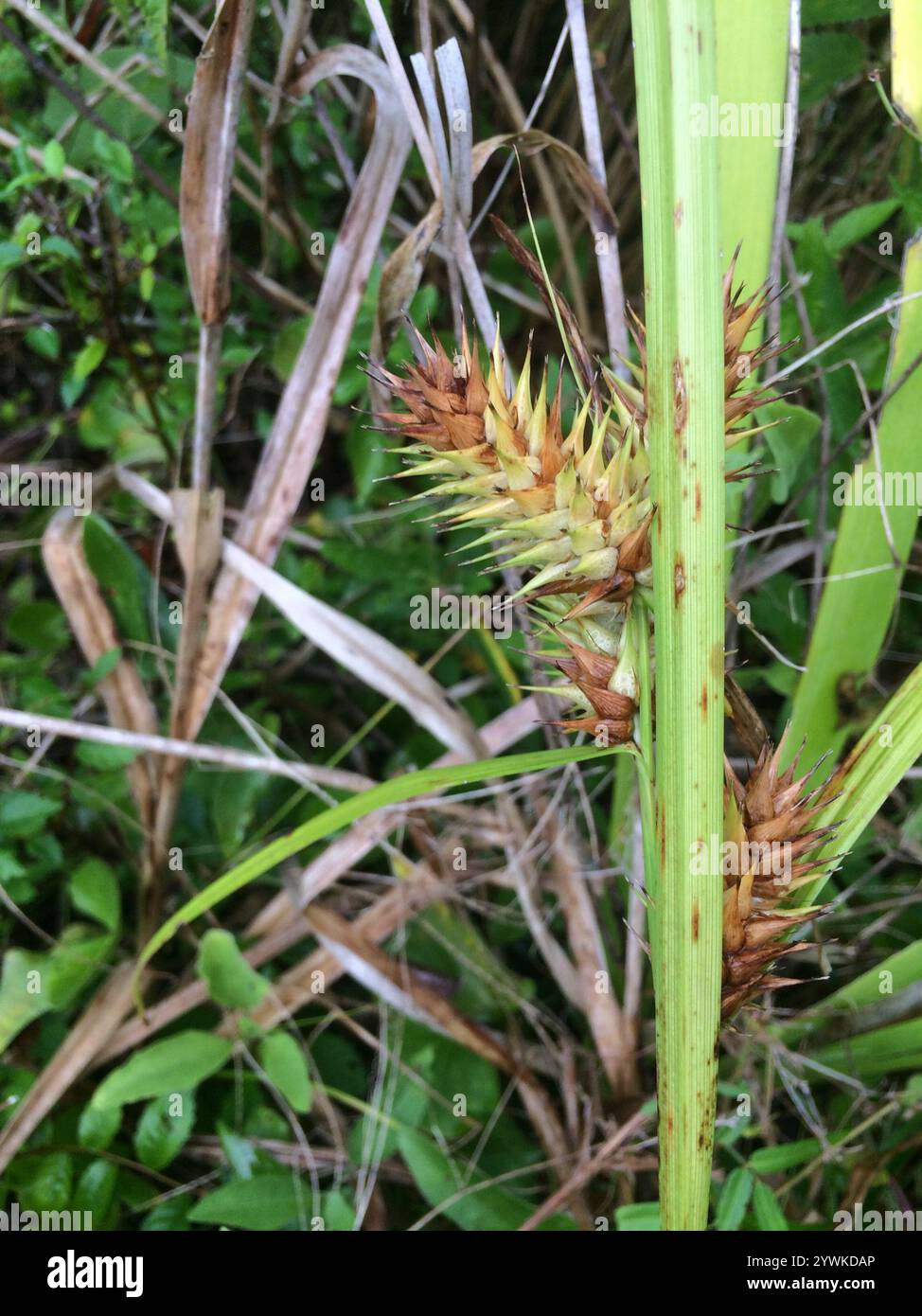 hop sedge (Carex lupulina Stock Photo - Alamy