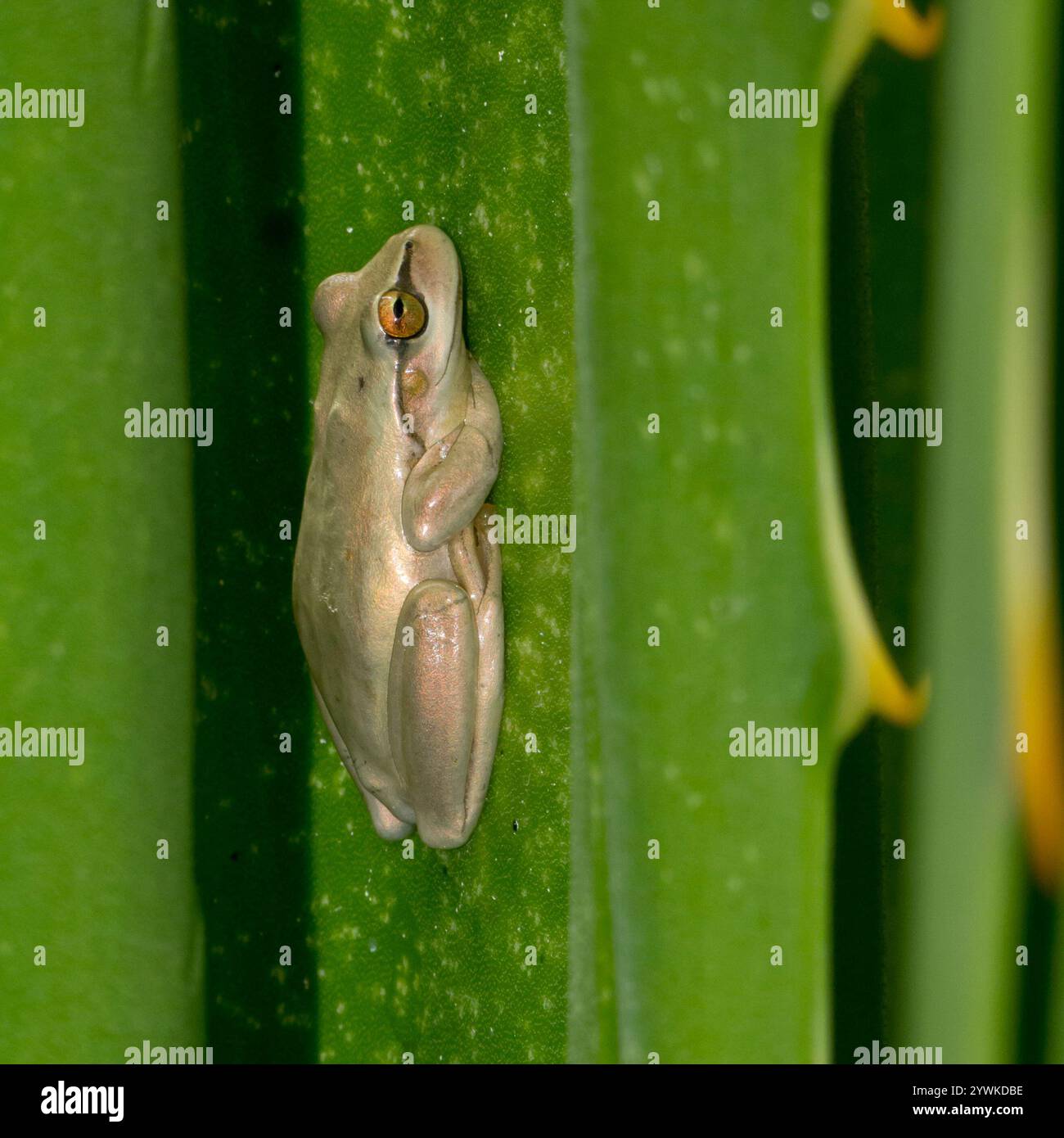 Green Dotted Tree Frog (Dendropsophus labialis Stock Photo - Alamy