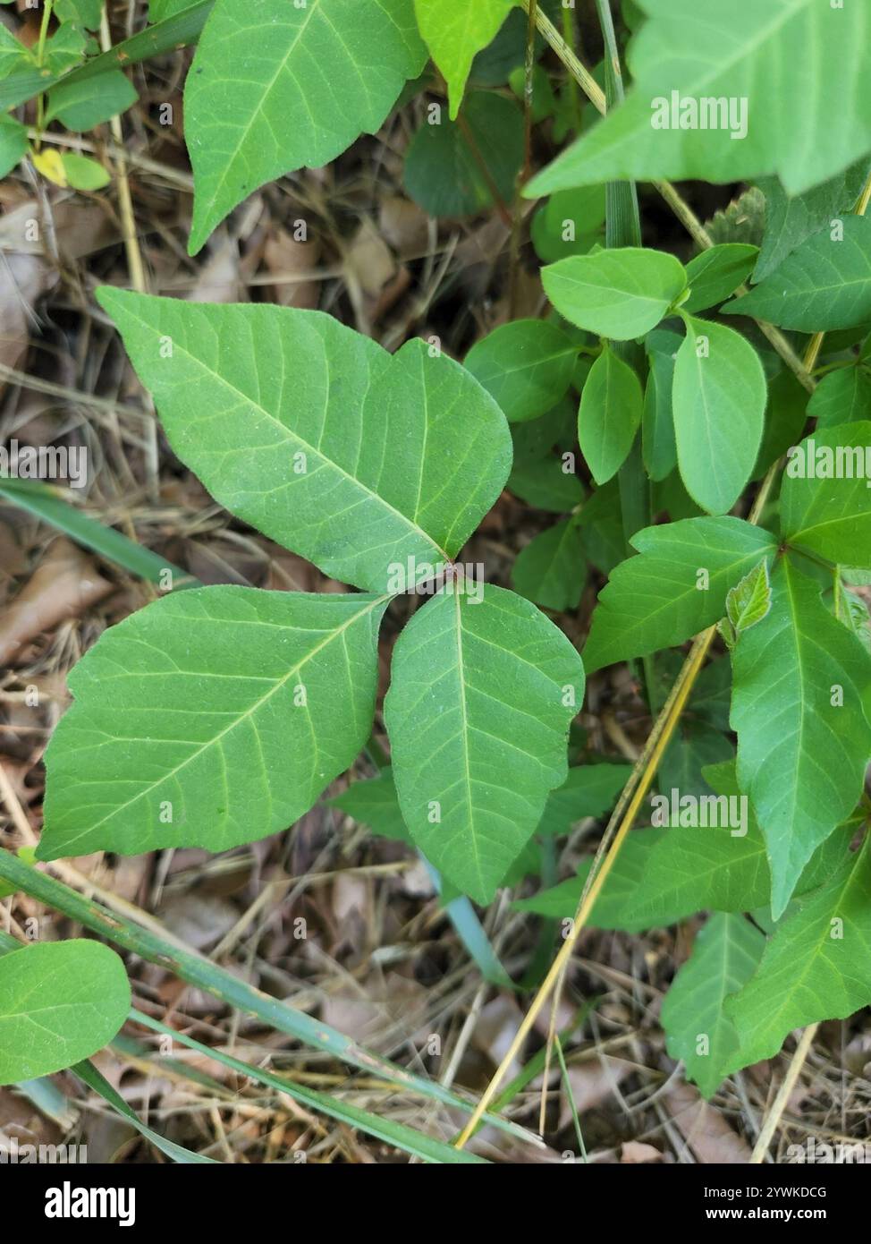 eastern poison ivy (Toxicodendron radicans Stock Photo - Alamy