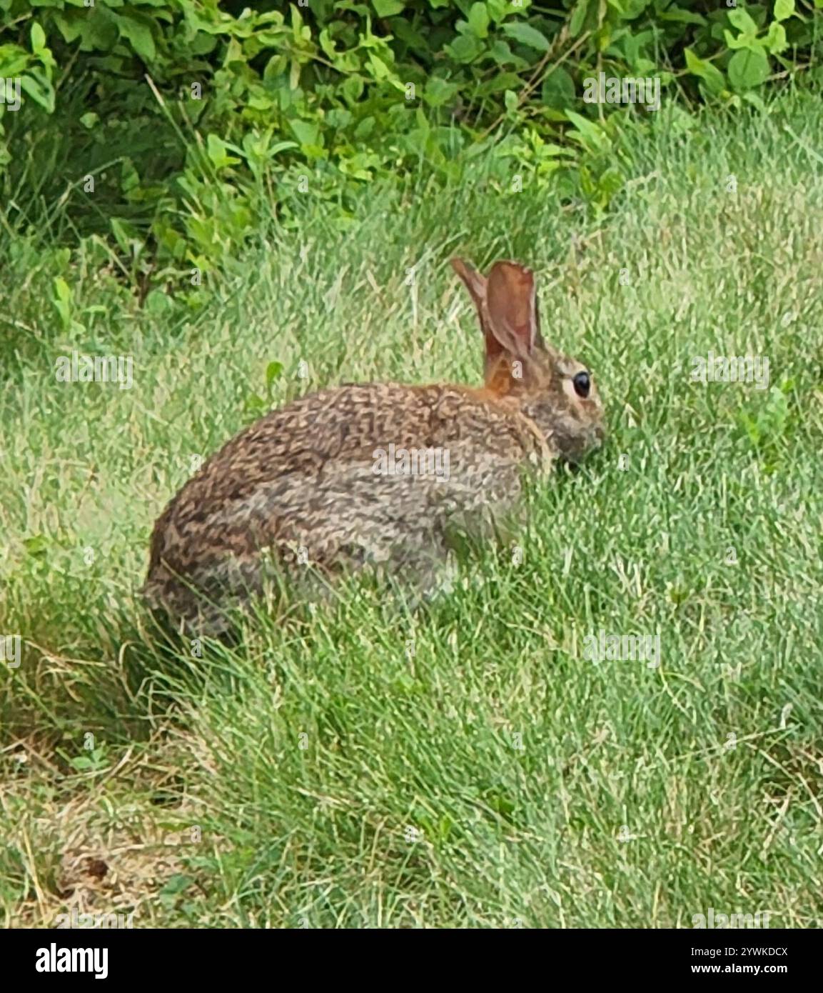 Eastern Cottontail (Sylvilagus floridanus Stock Photo - Alamy