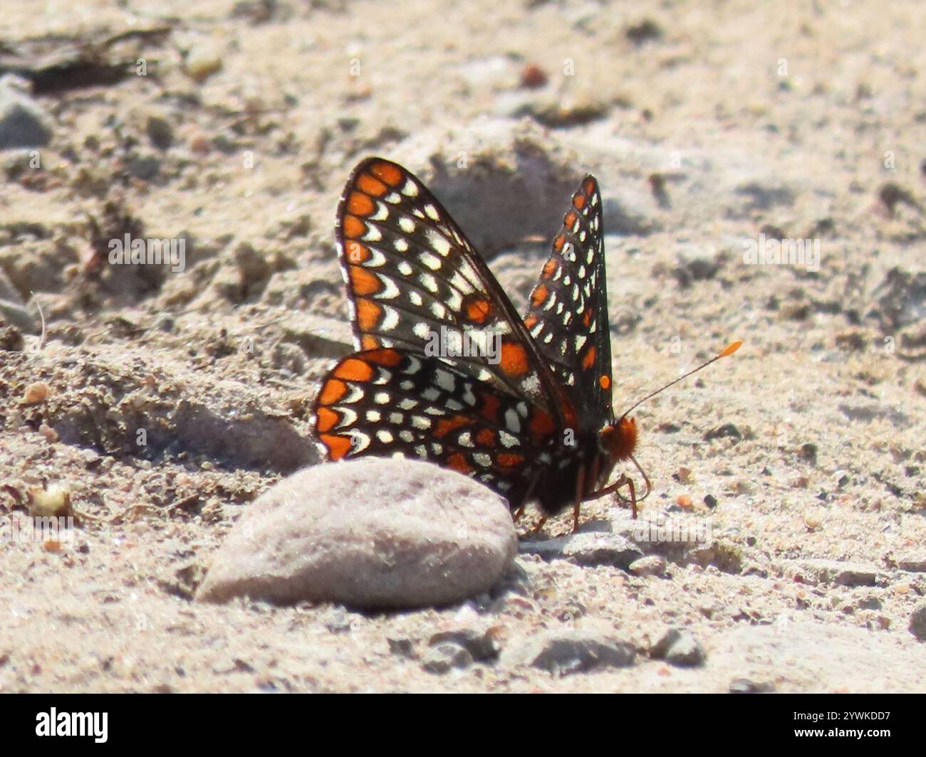 Baltimore checkerspot euphydryas phaeton hi-res stock photography and ...