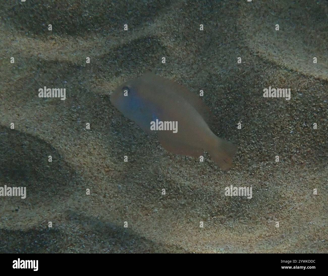 Novacula hi-res stock photography and images - Alamy