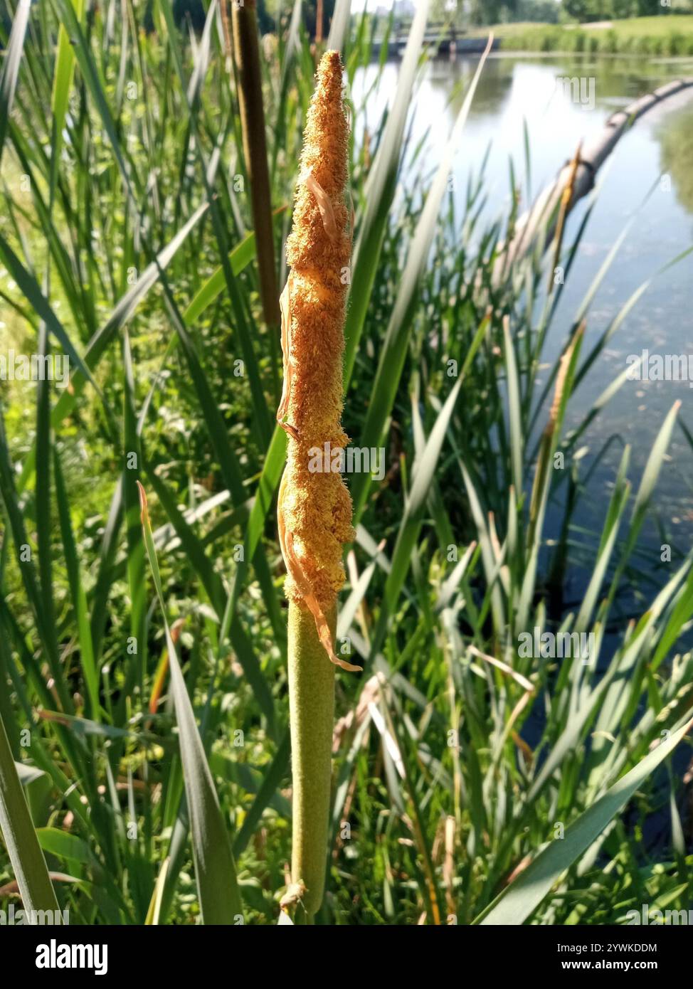 broadleaf cattail (Typha latifolia Stock Photo - Alamy