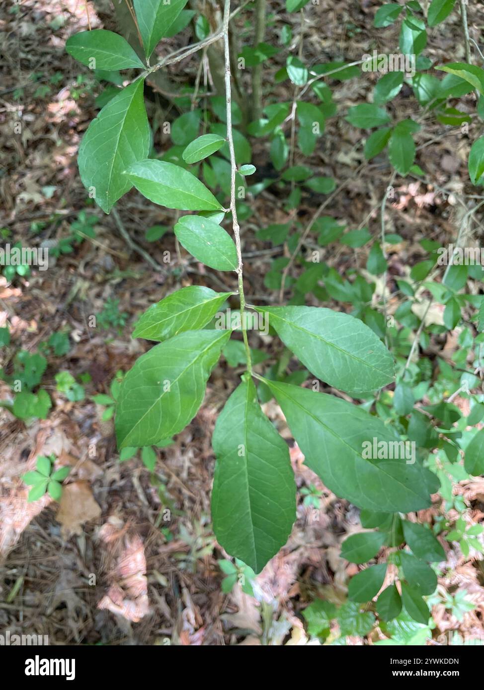 possumhaw (Ilex decidua Stock Photo - Alamy