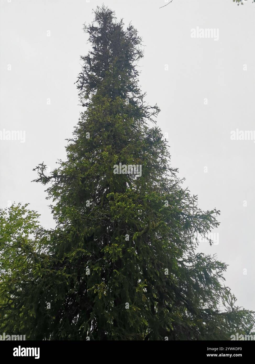 Siberian spruce (Picea obovata Stock Photo - Alamy