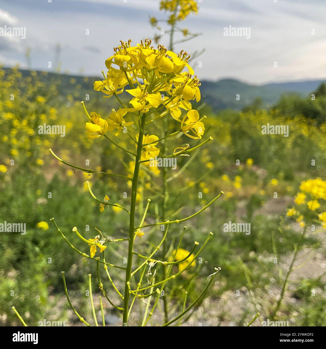 False london rocket hi-res stock photography and images - Alamy