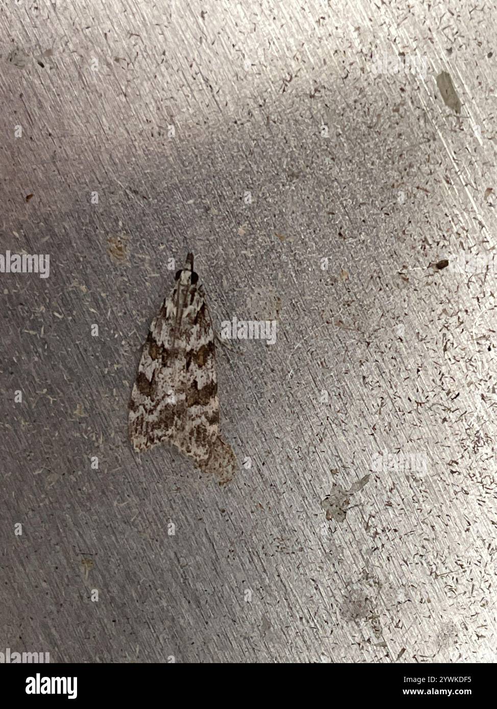 Meadow Grey (Scoparia pyralella Stock Photo - Alamy